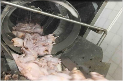 Pre-chilling Processing Section - water chilling & dewatering - Poultry ...